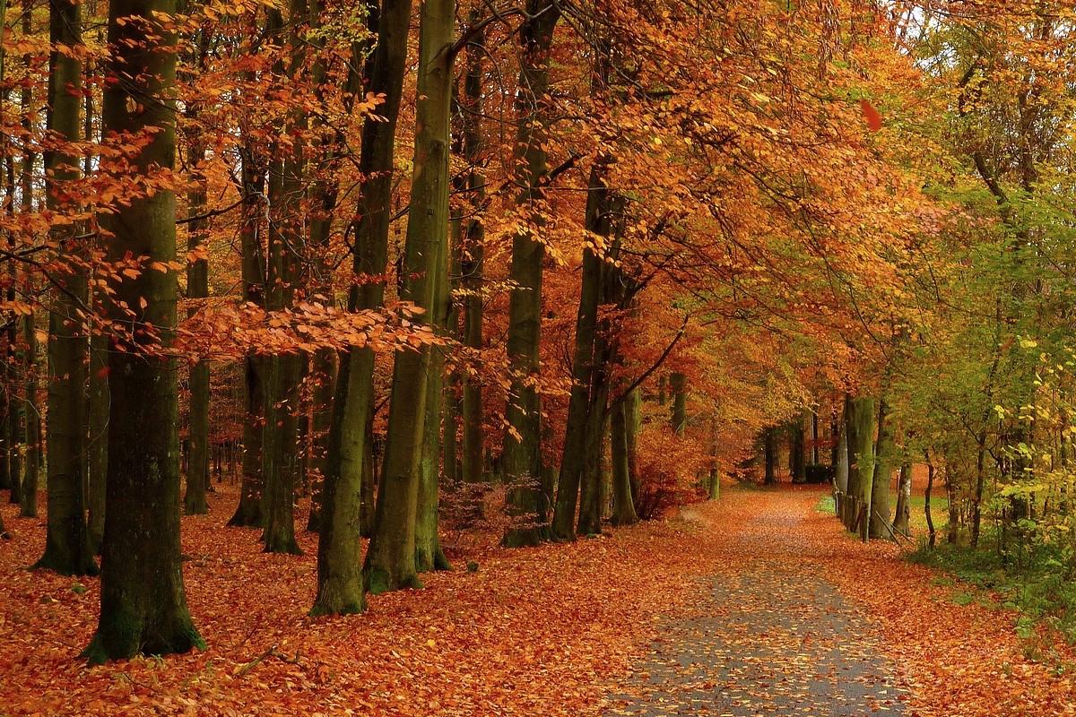 L'allée photo et image | les saisons, automne, forêt Images fotocommunity