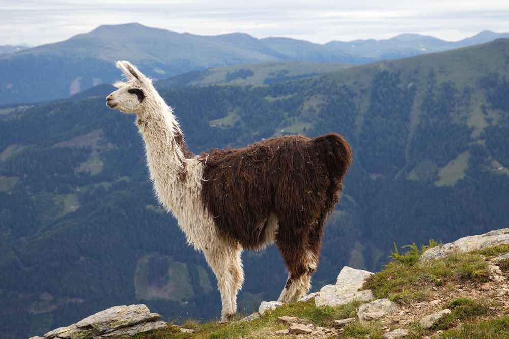 " Lama" Foto & Bild | tiere, haustiere, sonstige Bilder auf fotocommunity