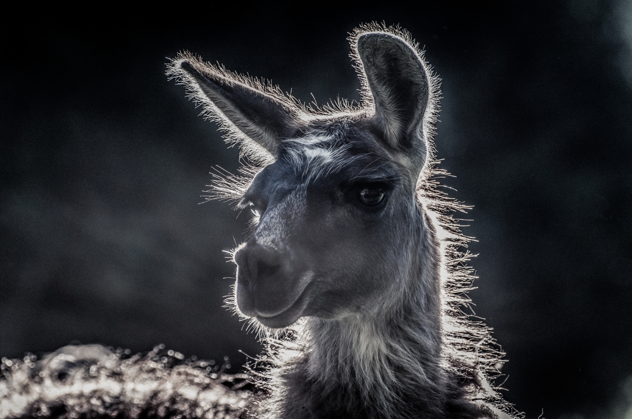 Lama Foto & Bild | tiere, tierdetails, natur Bilder auf fotocommunity