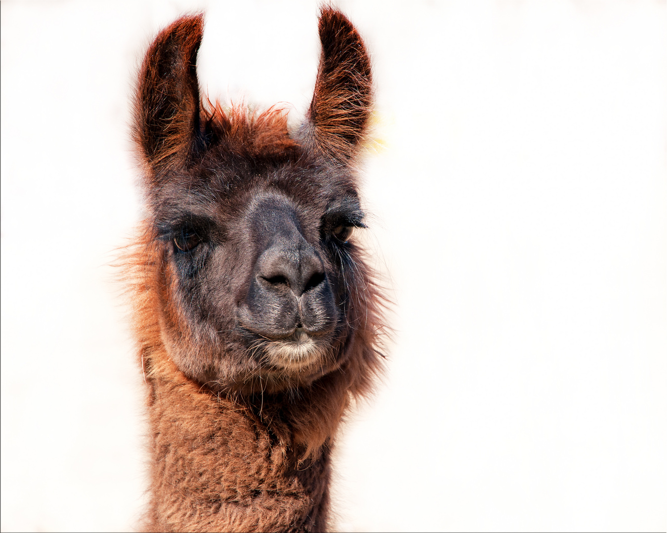 || Lama || Foto & Bild | natur, zoo, tiere Bilder auf fotocommunity