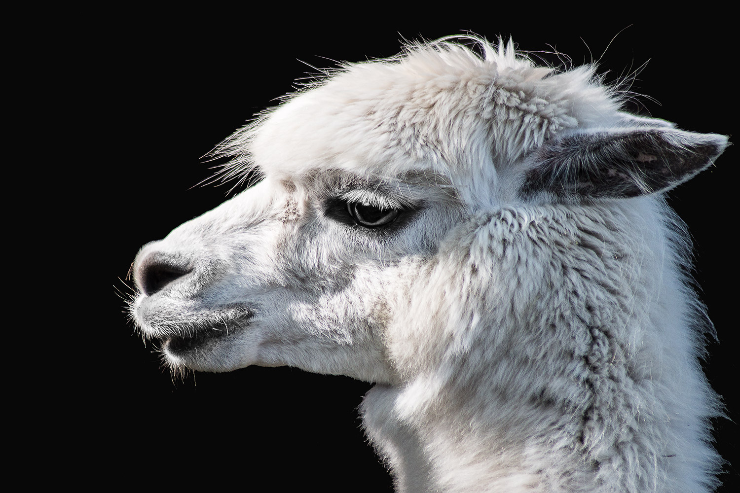 Lama Foto & Bild | natur, zoo, tiere Bilder auf fotocommunity