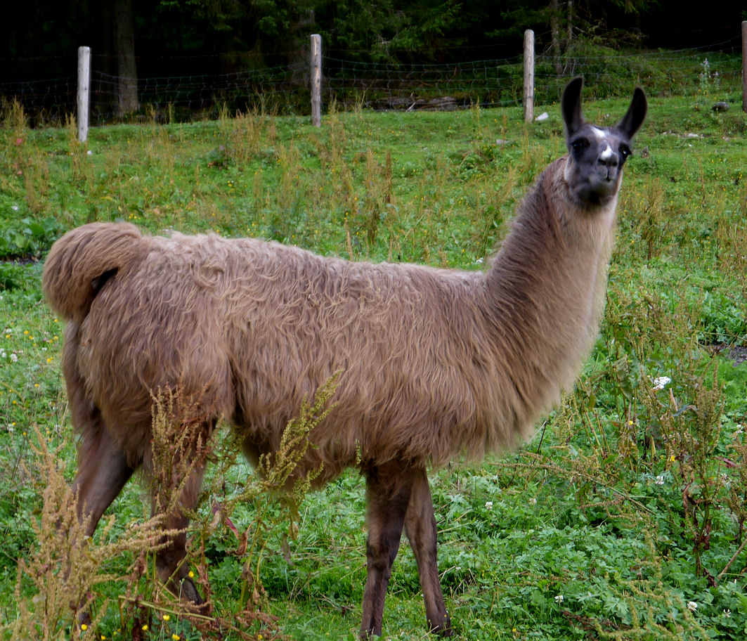Lama Foto & Bild | tiere, wildlife, wildlife: sonstige tiere Bilder auf ...