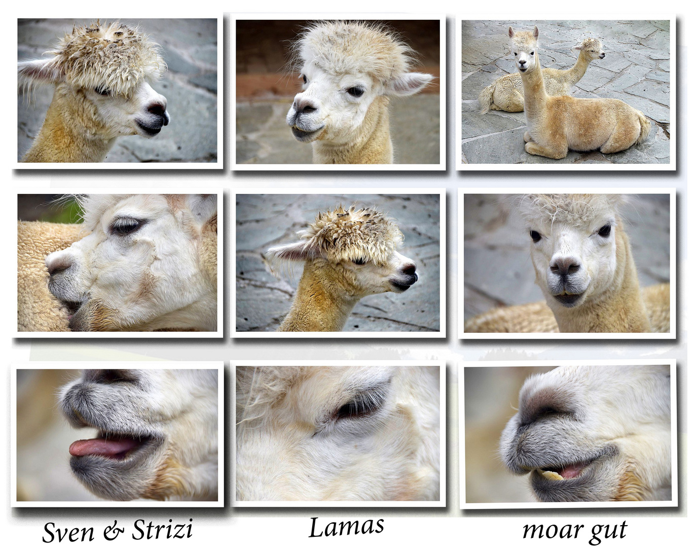 Lama Foto & Bild | tiere, tierdetails, natur Bilder auf fotocommunity
