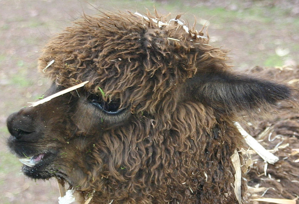 Lama Baby Foto & Bild | south america, peru, tiere Bilder auf fotocommunity