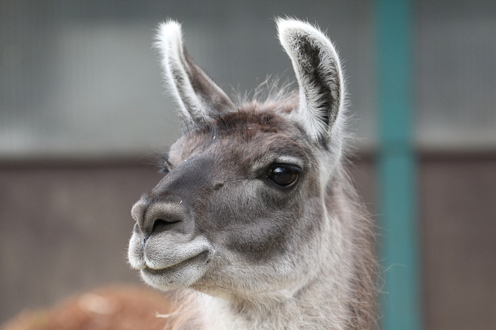 Lama Foto & Bild | tiere, zoo, wildpark & falknerei, natur Bilder auf ...