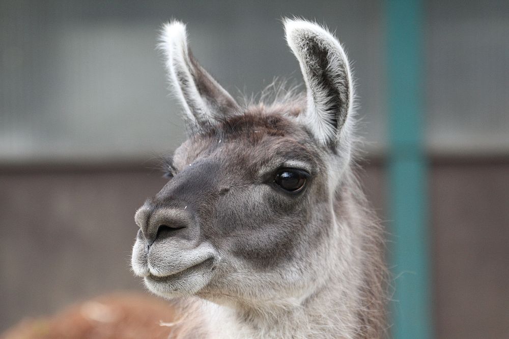 Lama Foto & Bild | tiere, zoo, wildpark & falknerei, natur Bilder auf ...