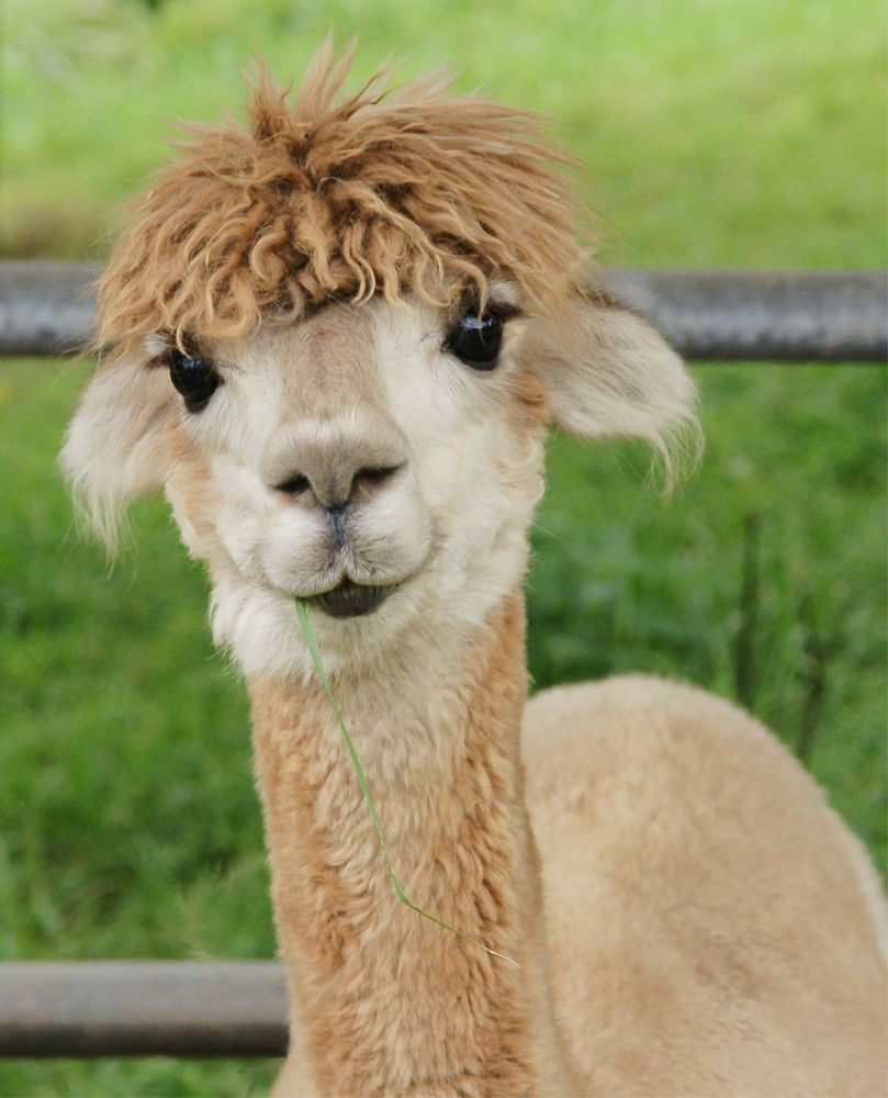 Lama - Bild & Foto von Robin Ohmann aus TIERPORTRAIT - Fotografie ...