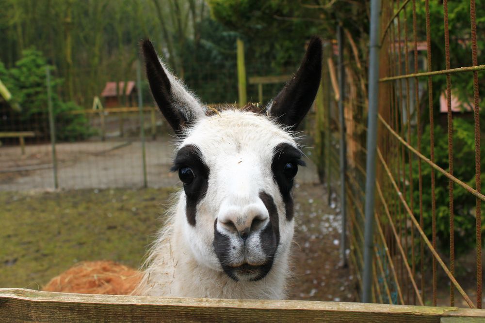 Lama-Hengst Sunny Foto & Bild | tiere, zoo, wildpark & falknerei, natur ...
