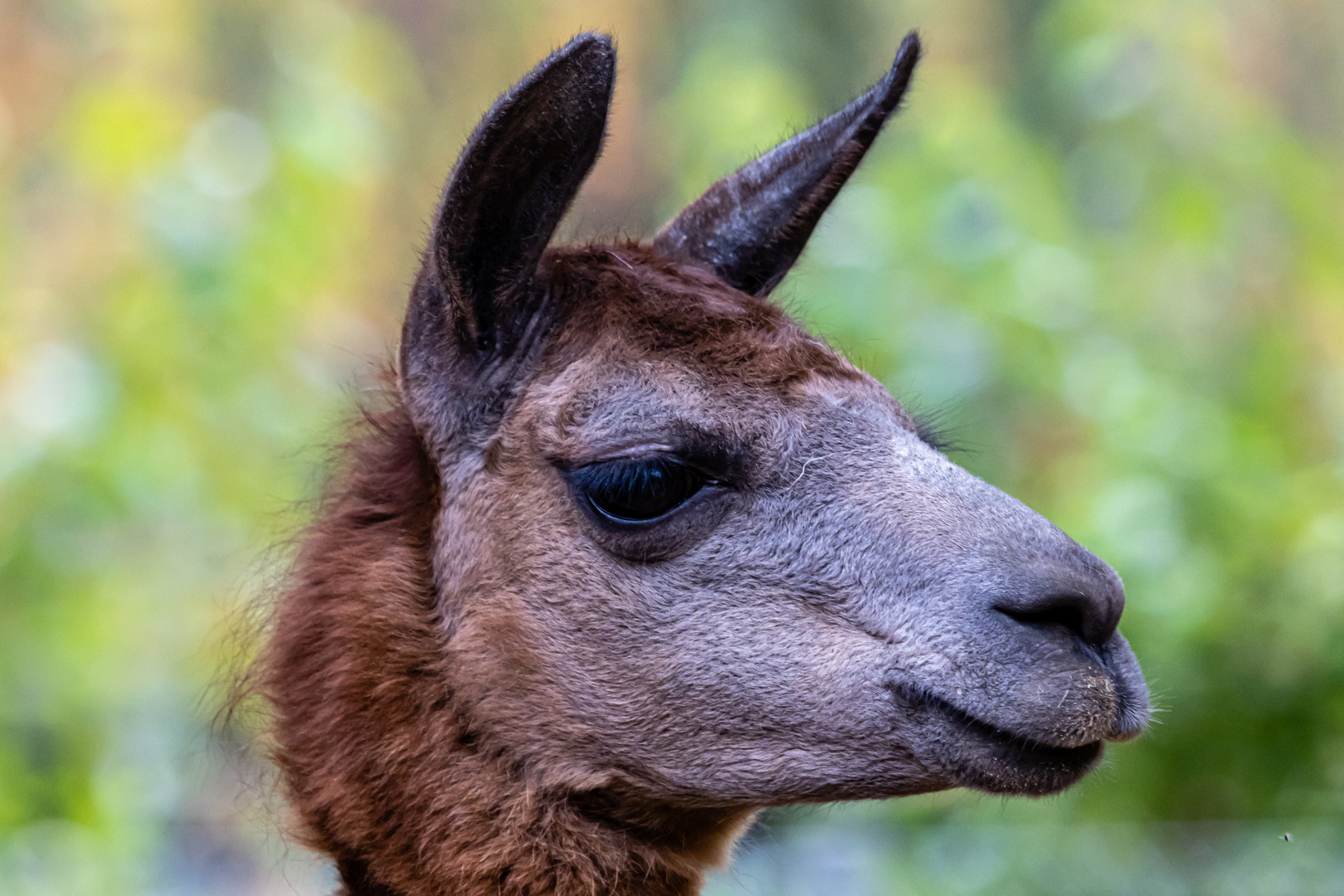 Lama I Foto & Bild | tiere, tierdetails, tiere im zoo Bilder auf ... Lama I Foto & Bild | tiere, tierdetails, tiere im zoo Bilder auf ...