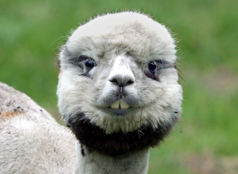 Lama nach dem Friseurbesuch Foto & Bild | tiere, haustiere, sonstige ...