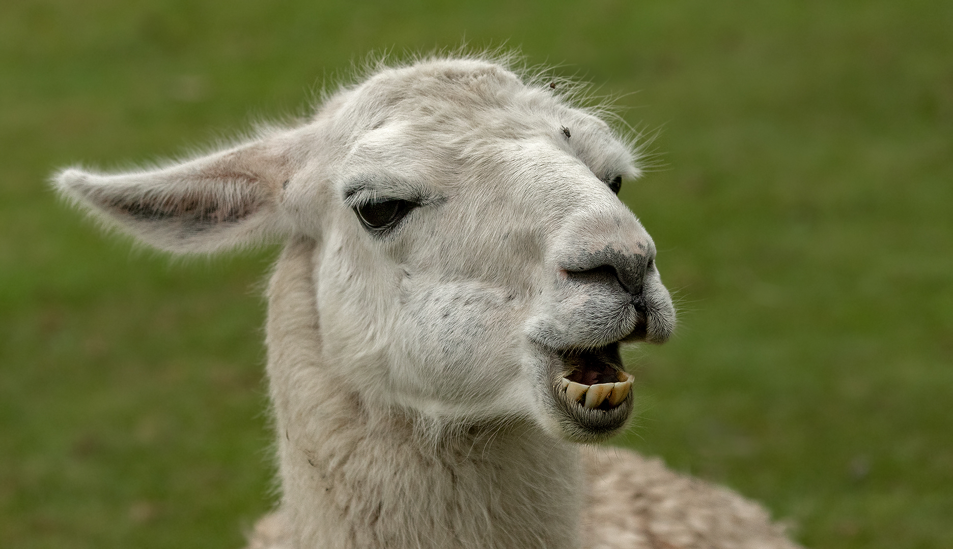 Lama-Portrait 001 Foto & Bild | tiere, wildlife, insekten Bilder auf ...