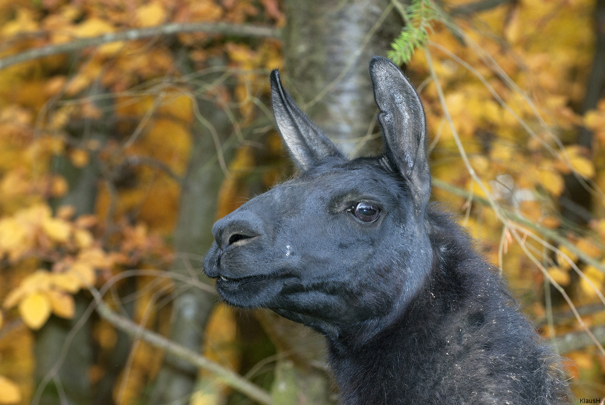 Lama Portrait Foto & Bild | tiere, zoo, wildpark & falknerei ...