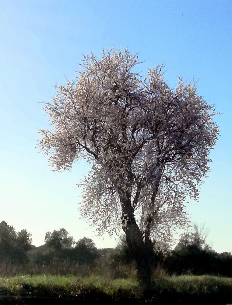 l'amandier ... photo et image | arbres, fleurs, nature Images fotocommunity