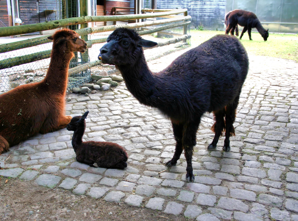 Lamas Foto & Bild | tiere, zoo, wildpark & falknerei, säugetiere Bilder ...