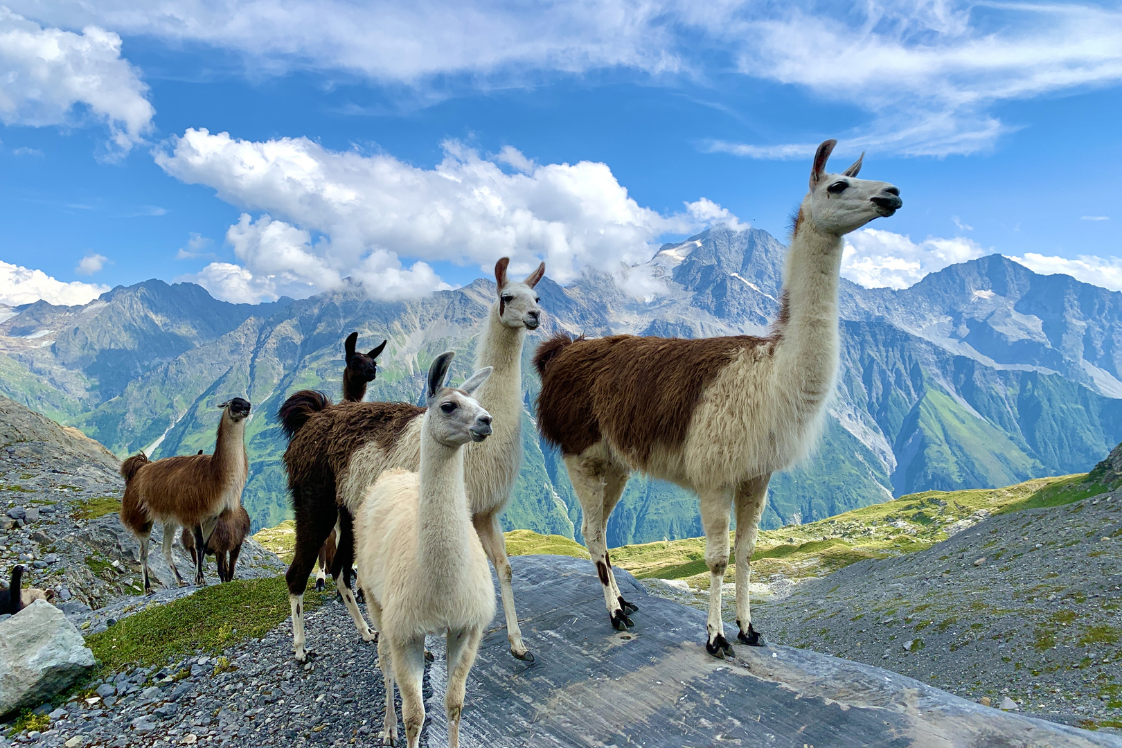 Lamas , ob der Wingällenhütte Foto & Bild | europe, schweiz ...