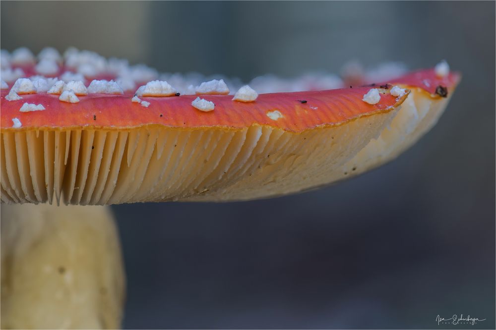 Lamellen Foto & Bild | fotos, makro, natur Bilder auf fotocommunity