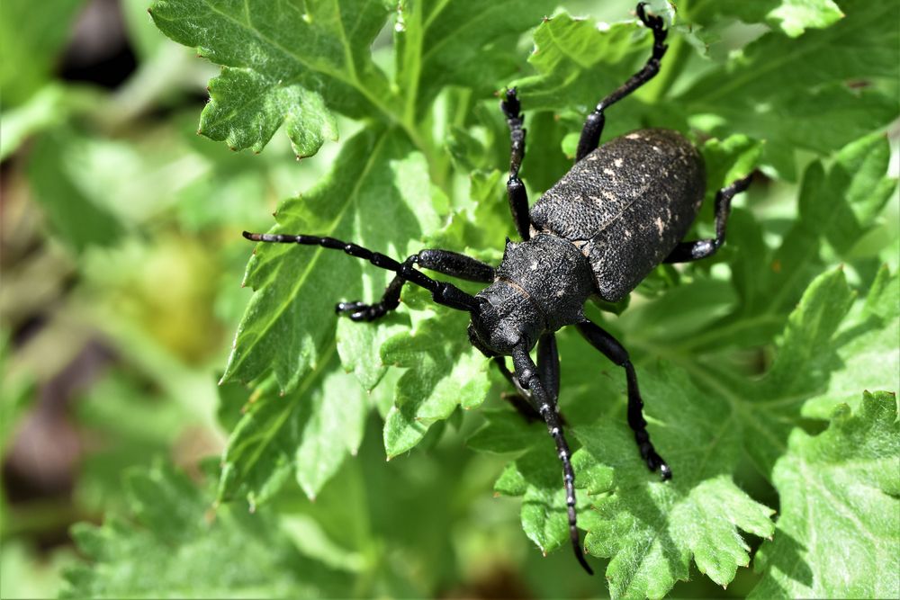Lamia textor photo et image | macro nature, fotos, france Images ...