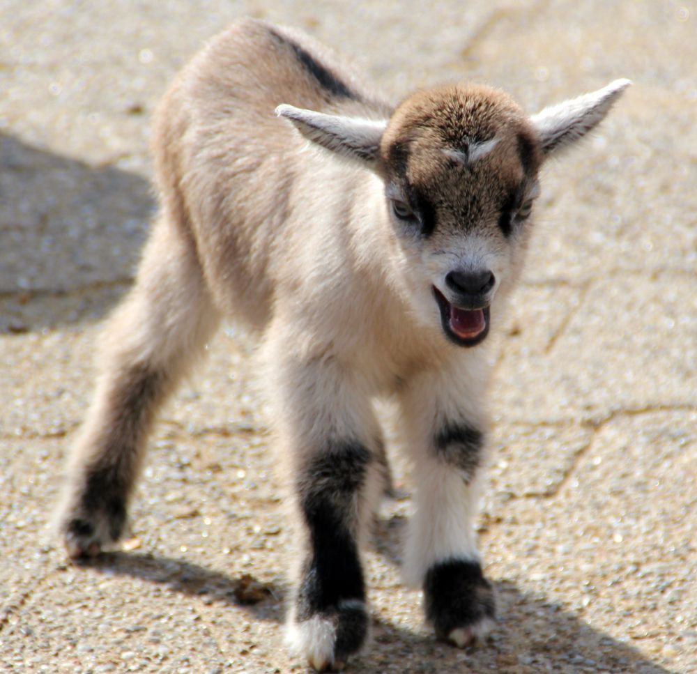 Lamm Foto & Bild | tiere, tierkinder, lamm Bilder auf fotocommunity