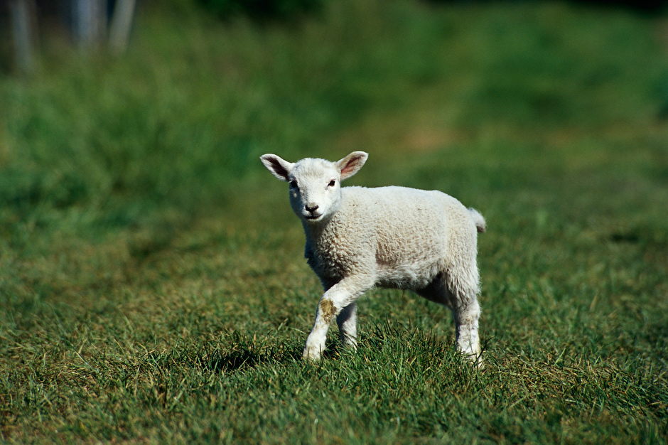 Lamm-28 Foto & Bild | tiere, haustiere, nutztiere Bilder auf fotocommunity