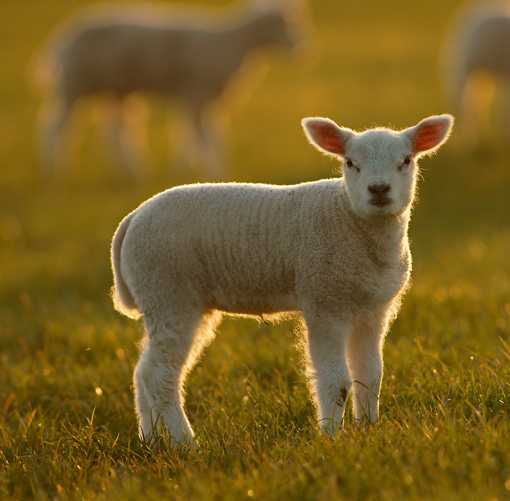 Lamm Foto & Bild | tiere, haustiere, nutztiere Bilder auf fotocommunity