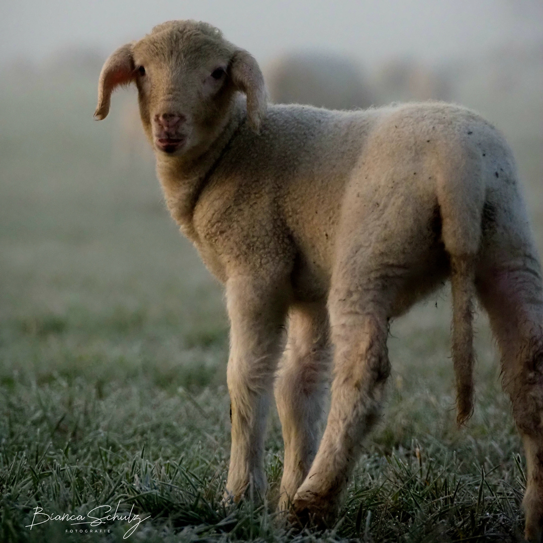 Lamm Foto & Bild | tiere, fotos, outdoor Bilder auf fotocommunity