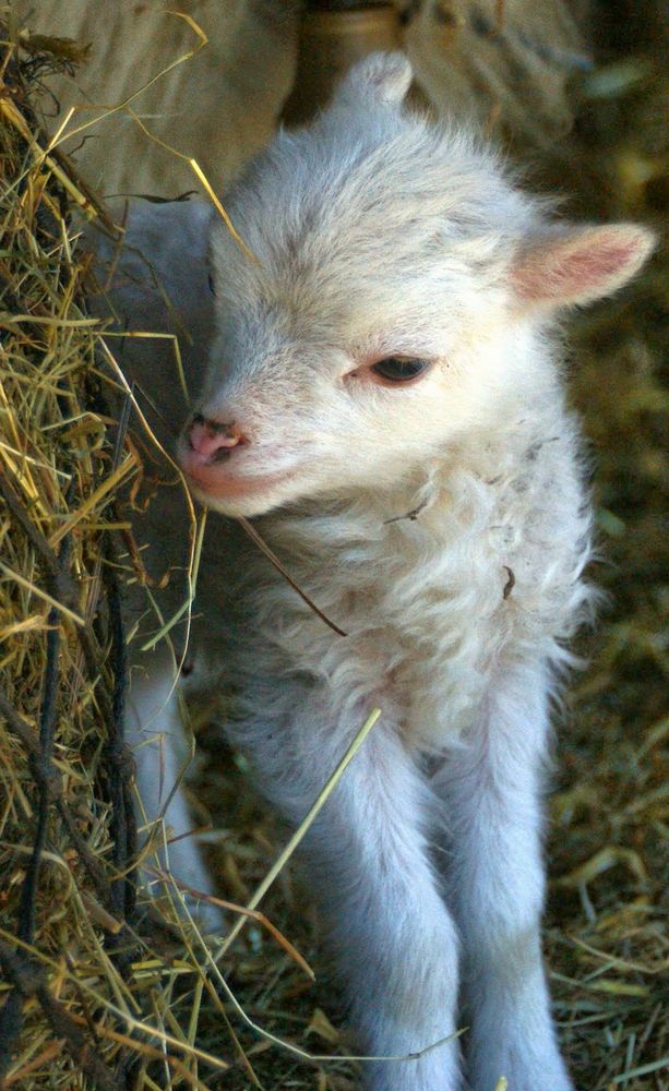 Lamm Foto & Bild | tiere, haustiere, nutztiere Bilder auf fotocommunity