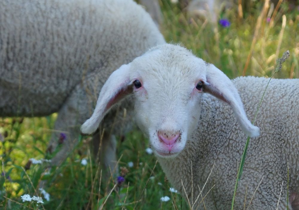 Lamm-Blick Foto & Bild | tiere, haustiere, nutztiere Bilder auf ...