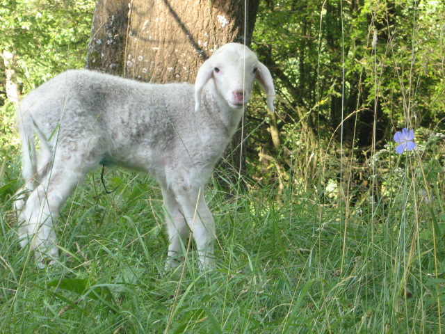 Lamm Foto & Bild | tiere, tierkinder, lamm Bilder auf fotocommunity