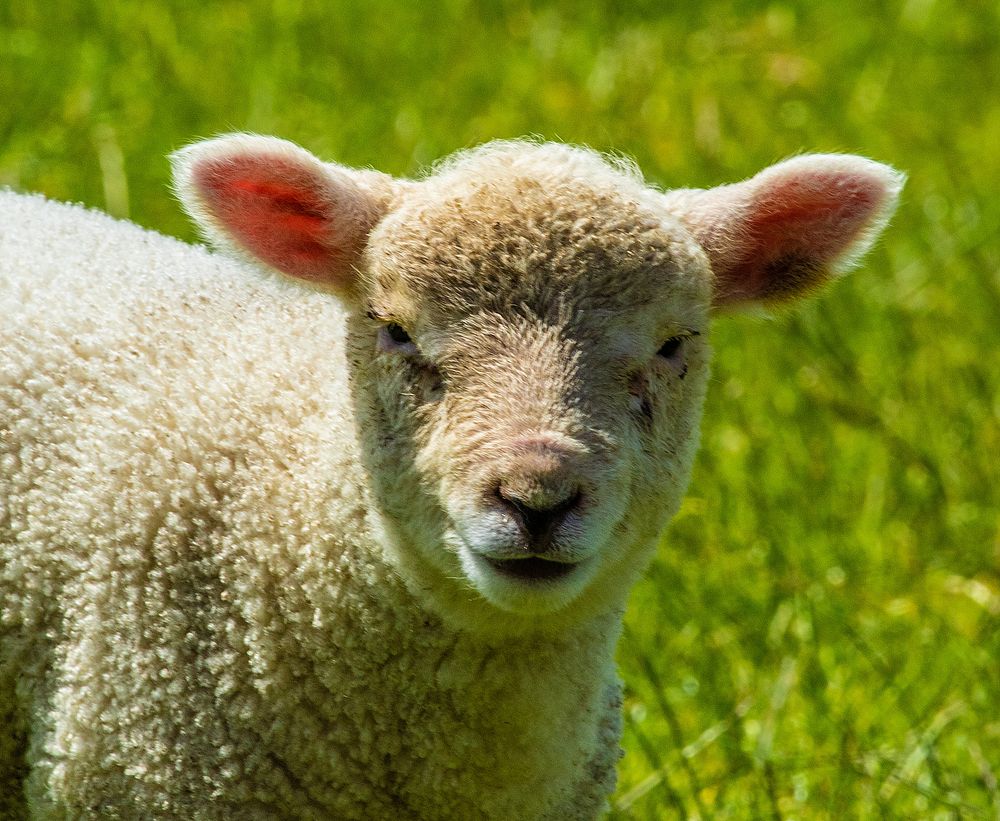 Lamm im Fokus Foto & Bild | deutschland, europe, schleswig- holstein ...