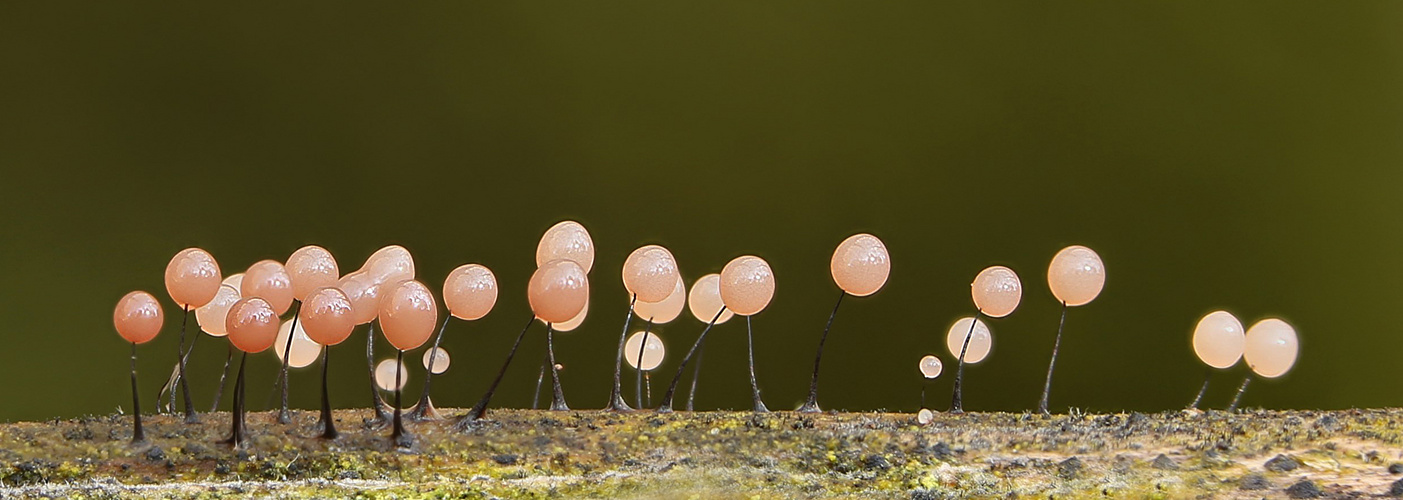 Lamperl - - Comatricha nigra Foto & Bild | wald, natur, macro Bilder ...