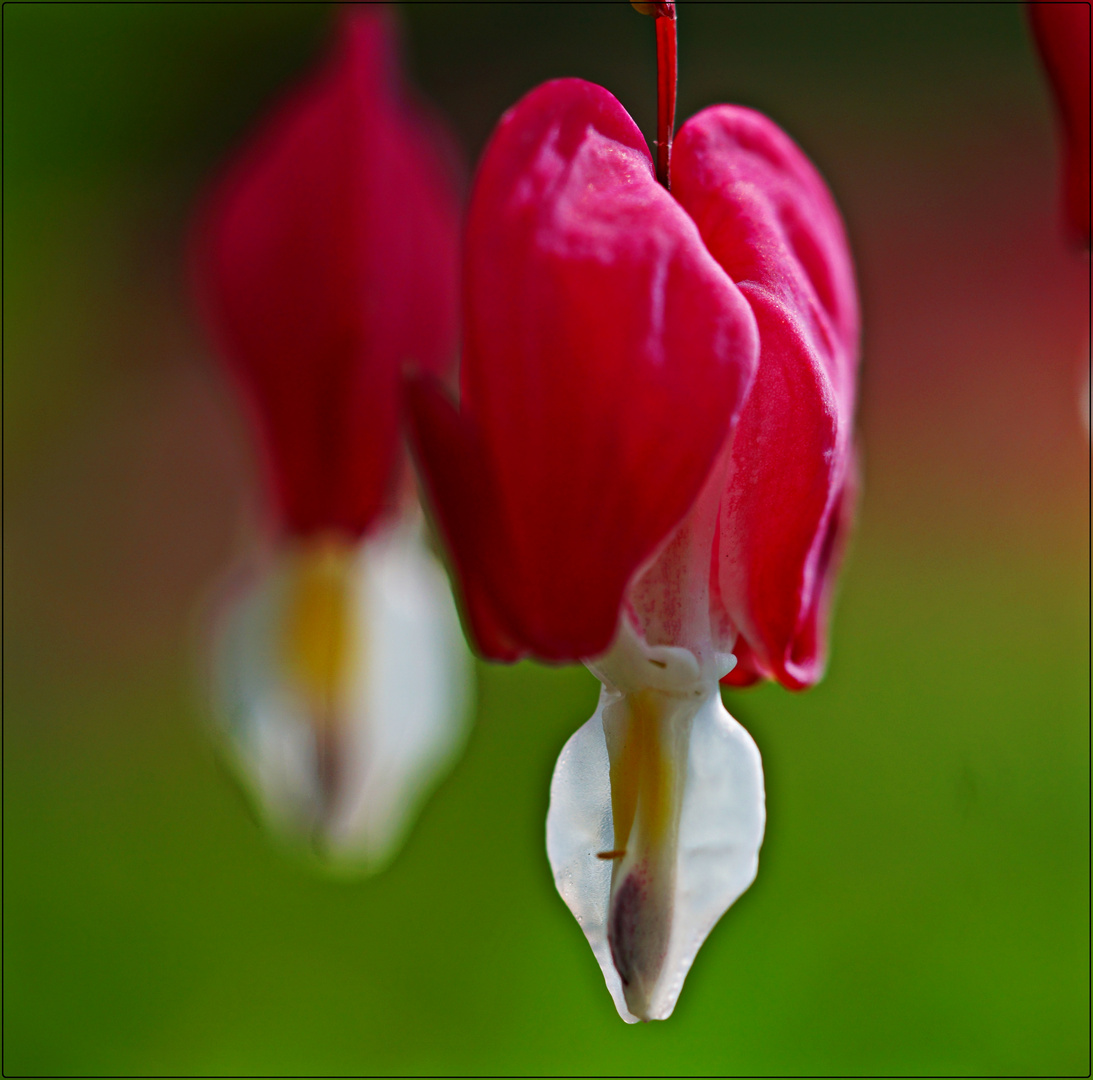 Lamprocapnos spectabilis Foto & Bild | fotos, outdoor, pflanzen Bilder ...
