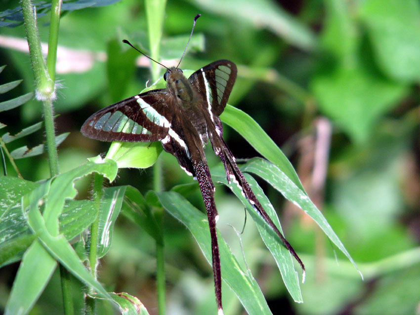 Lamproptera curius Foto & Bild | tiere, wildlife, schmetterlinge Bilder ...