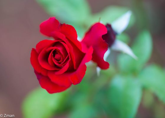 Nature Pictures & Photos