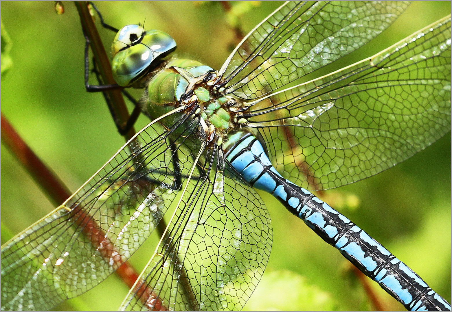 L'Anax empereur photo et image | macro nature, macro insectes ...
