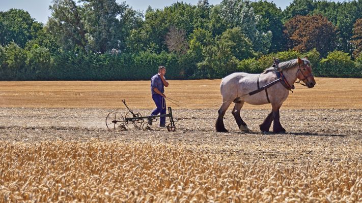 Pferde bei der Arbeit Bilder & Fotos