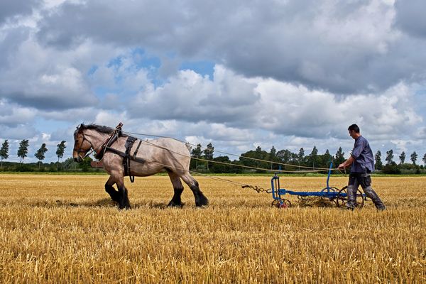 Pferde bei der Arbeit Bilder & Fotos