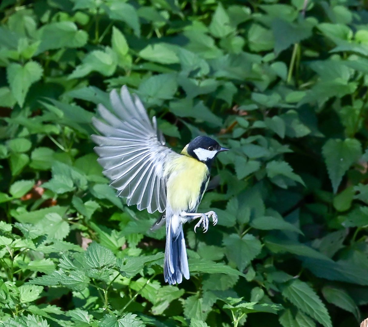 Landende Meise Foto & Bild | tiere, wildlife, wild lebende vögel Bilder ...