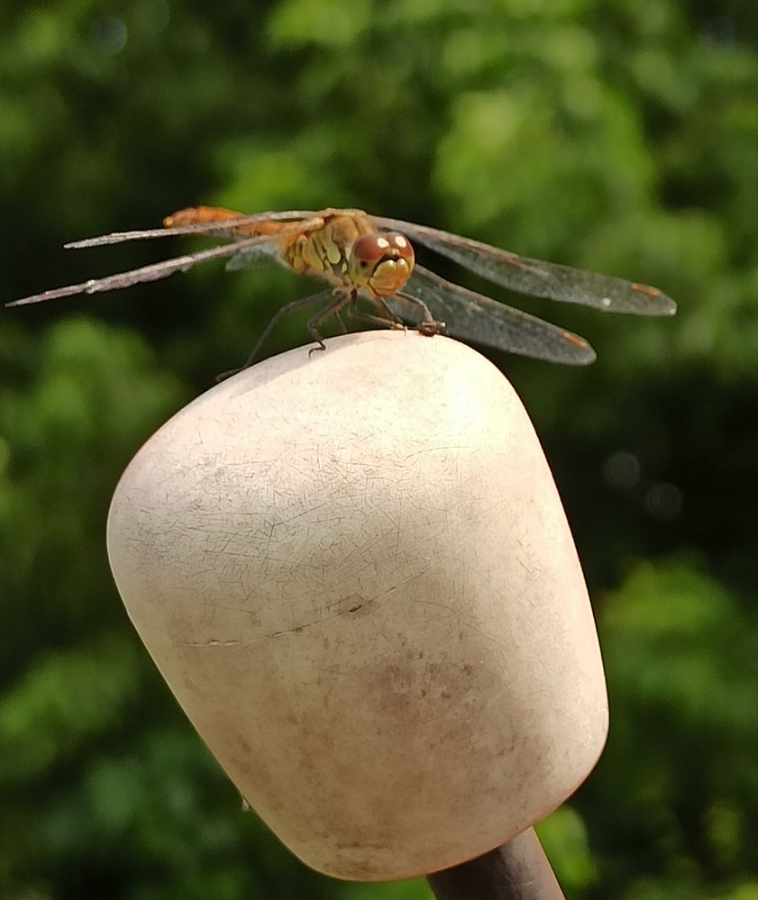 Landeplatz auf Abstandshalter Foto & Bild | tiere, wildlife, libellen ...