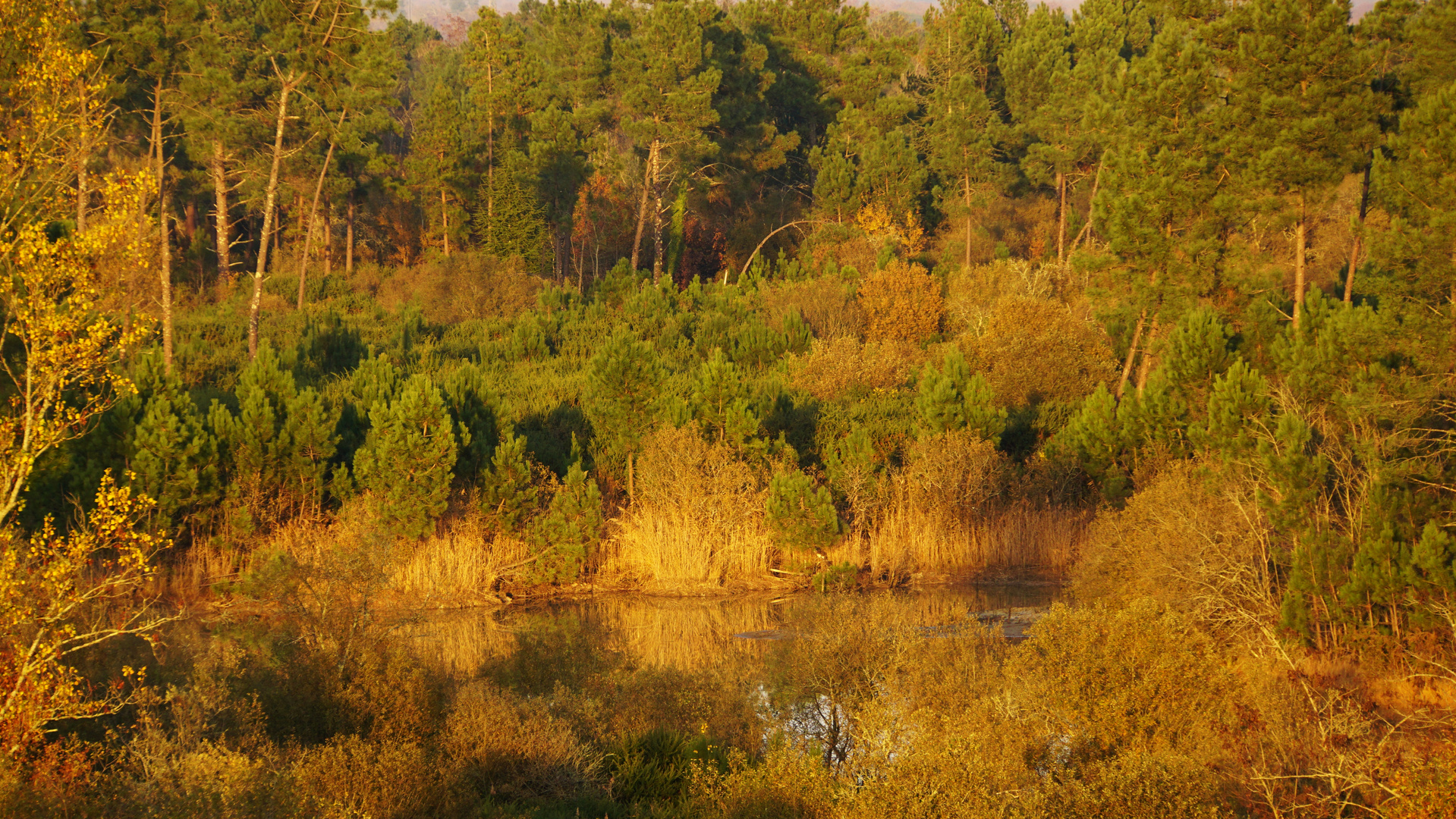 Landes de Gascogne, le Brassenx........ photo et image | nature ...