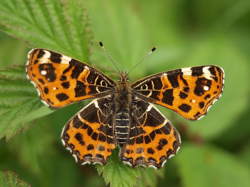 Landkärtchen / Araschnia levana >> Frühjahrsform Foto & Bild | bild-erklär-bilder, natur Bilder ...