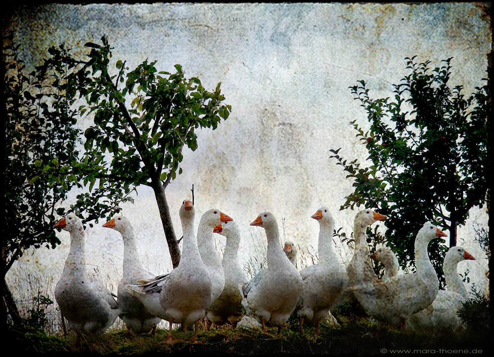 Landleben Foto & Bild | fotomontage, composing , digiart Bilder auf fotocommunity