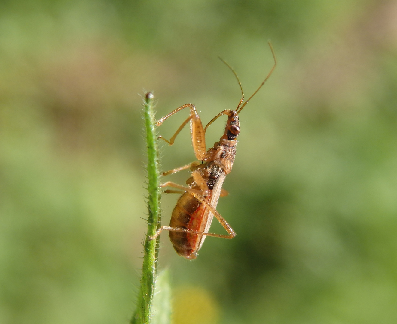 Landräuber (Nabis rugosus) Foto & Bild | tiere, wildlife, insekten ...