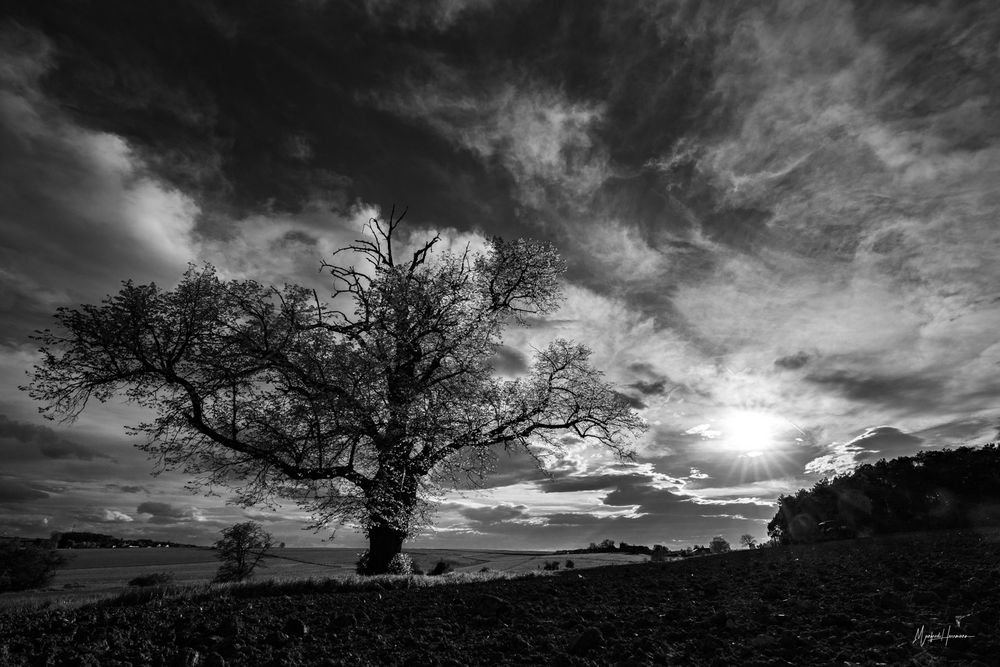 Landscape - the old tree Foto & Bild | natur-kreativ, aufnahmetechniken ...