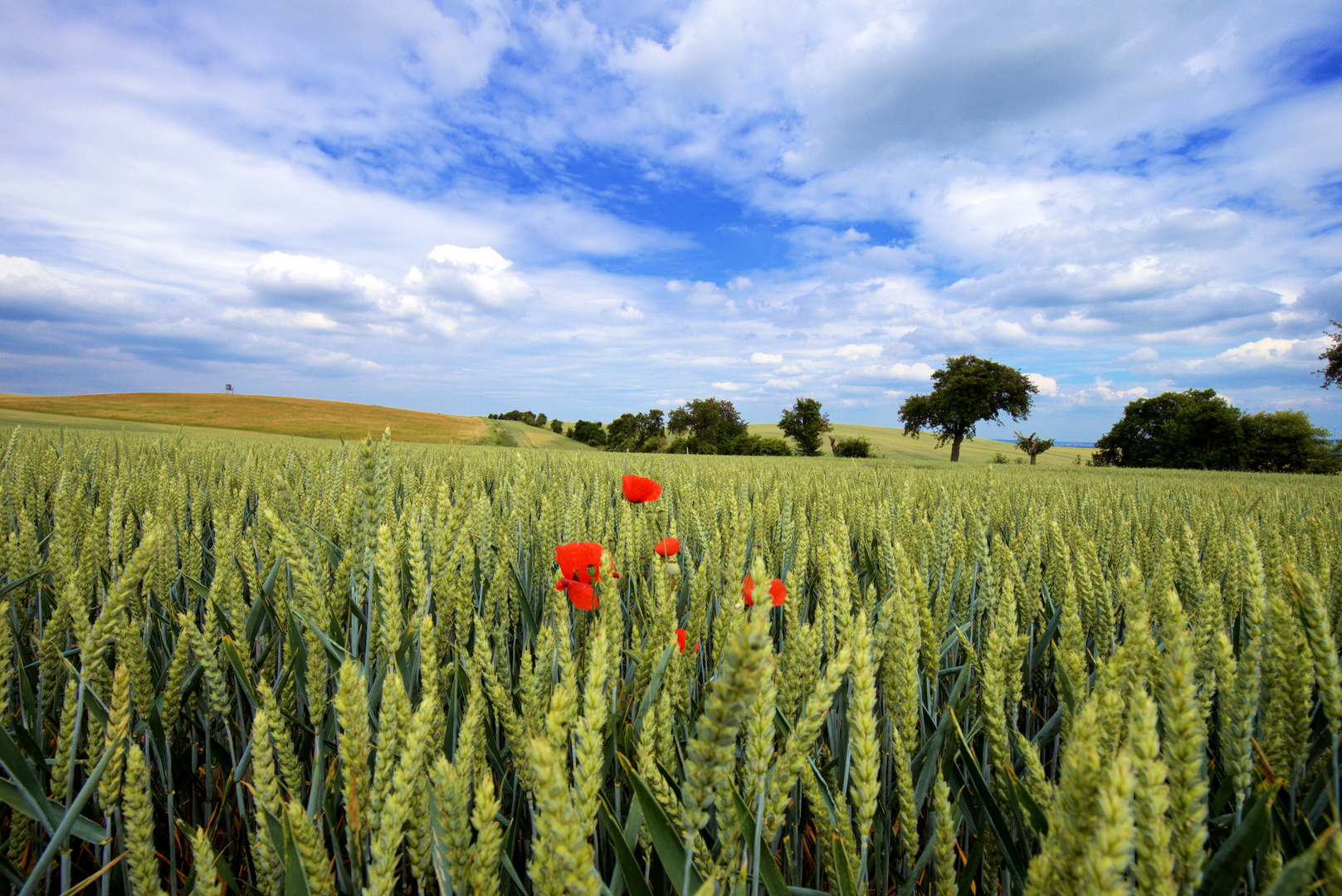 Landschaft mit kornfeld Foto & Bild | landschaft, Äcker, felder & wiesen, fotos Bilder auf ...