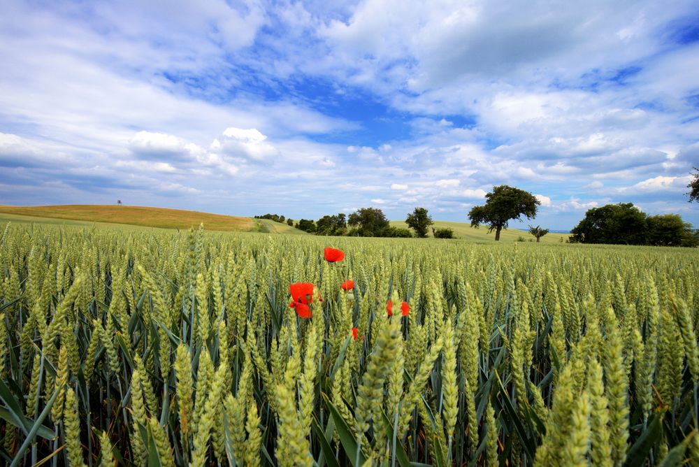 Landschaft mit kornfeld Foto & Bild | landschaft, Äcker, felder & wiesen, fotos Bilder auf ...