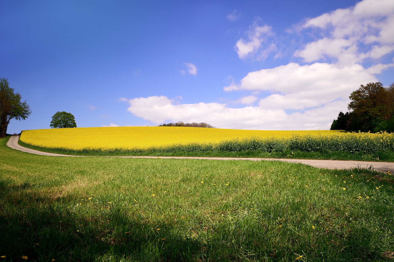 Landschaft mit Rapsfeld Foto & Bild | natur, landschaft ...
