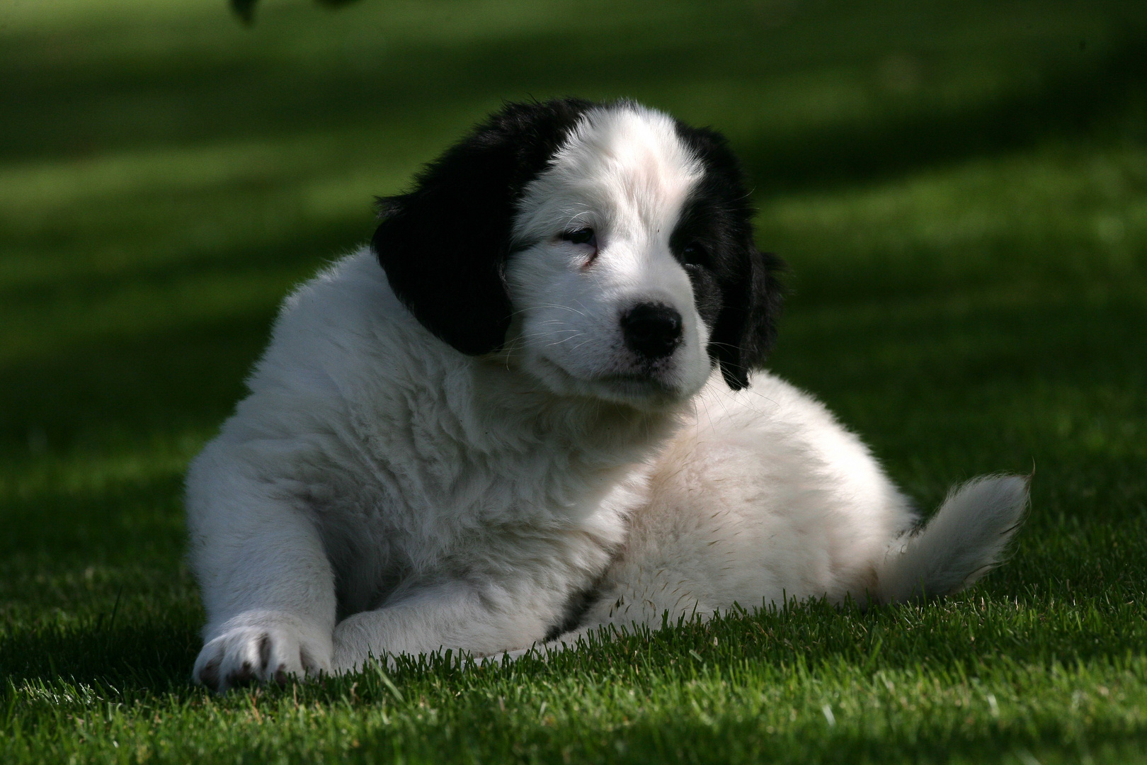 Landseer Welpe 2 Foto & Bild | tiere, tierkinder, landseer Bilder auf ...