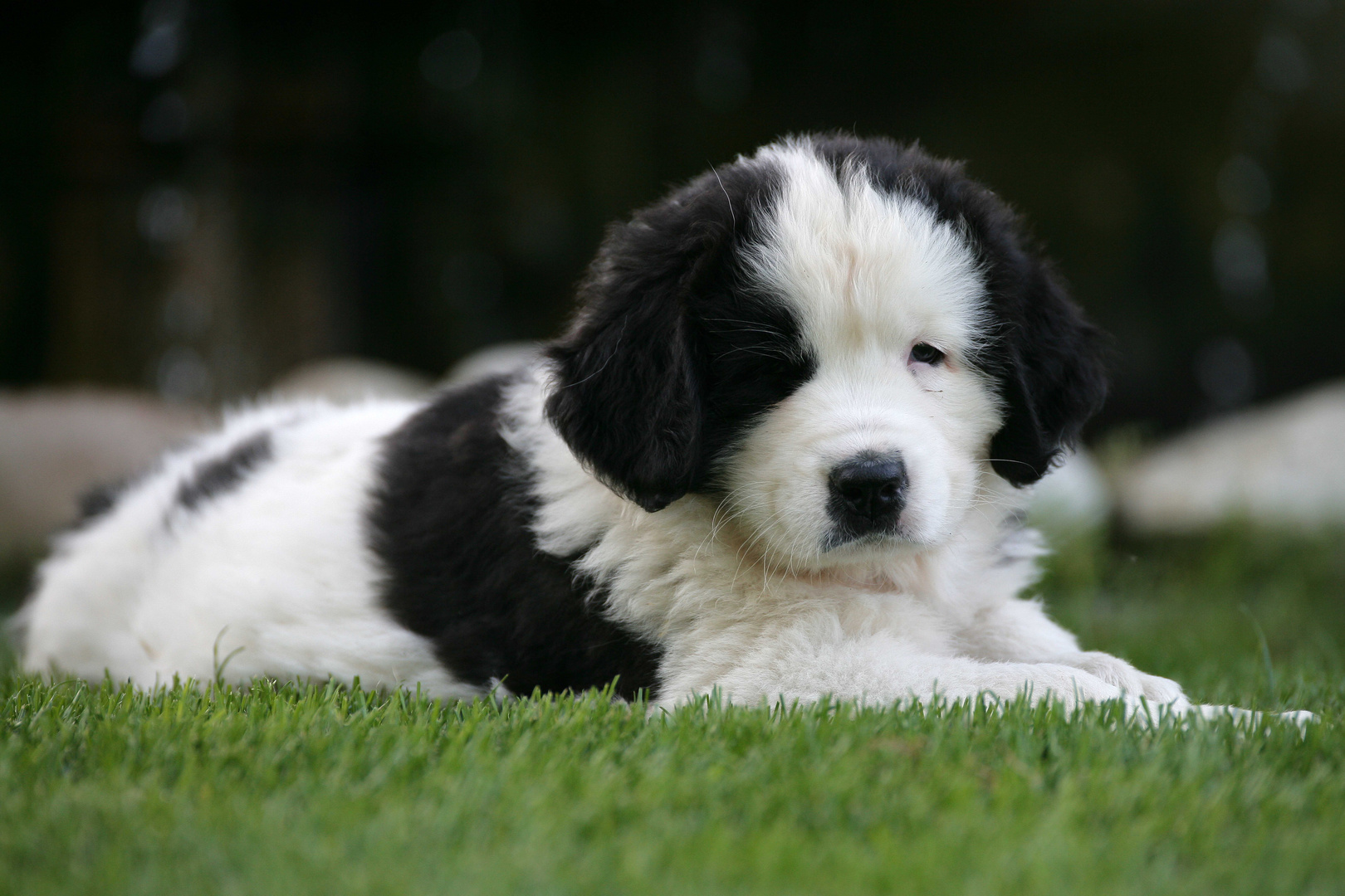 Landseer Welpe Foto & Bild | tiere, tierkinder, landseer Bilder auf ...