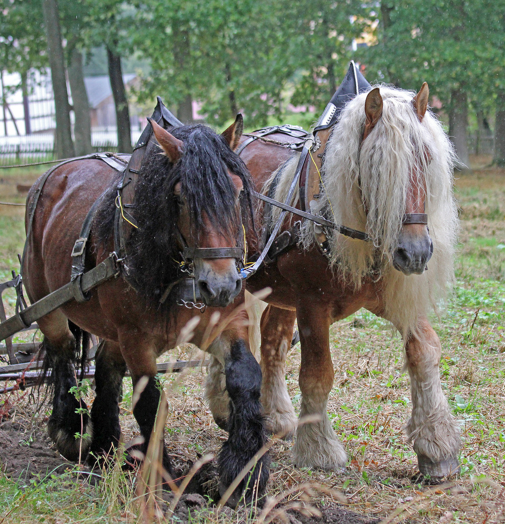 Landwirtschaft -Arbeitspferde- Foto & Bild | natur, pferde, horse ...