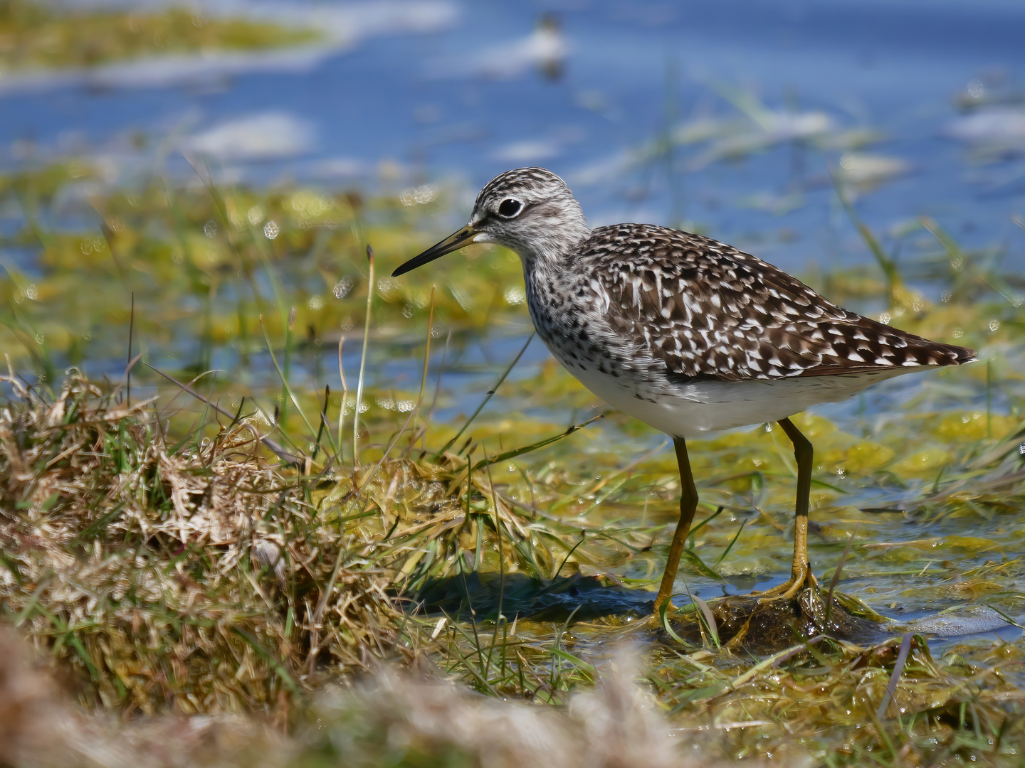 Langbein ... Foto & Bild | schweden, natur, vögel Bilder auf fotocommunity